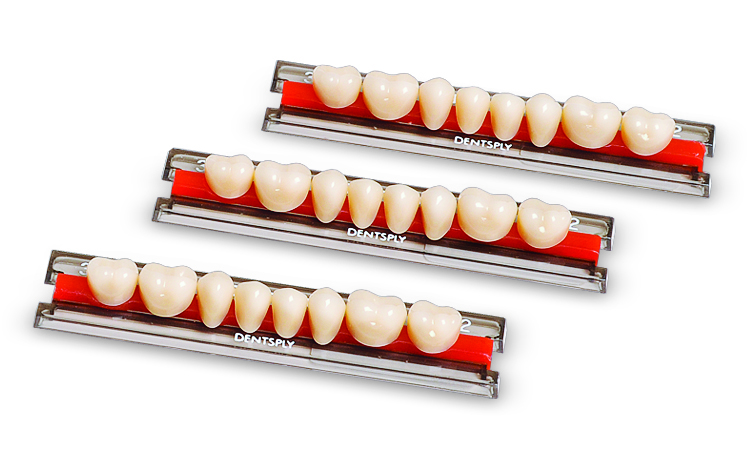 Dente Biotone IPN - modelos posteriores